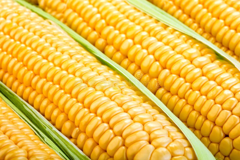 Close-up View of Fresh Corn Stock Image - Image of closeup, maize ...