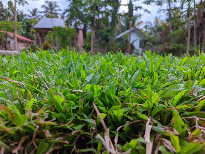 Close-up View of Fresh Green Grass. the Grass Leaves are Clearly ...