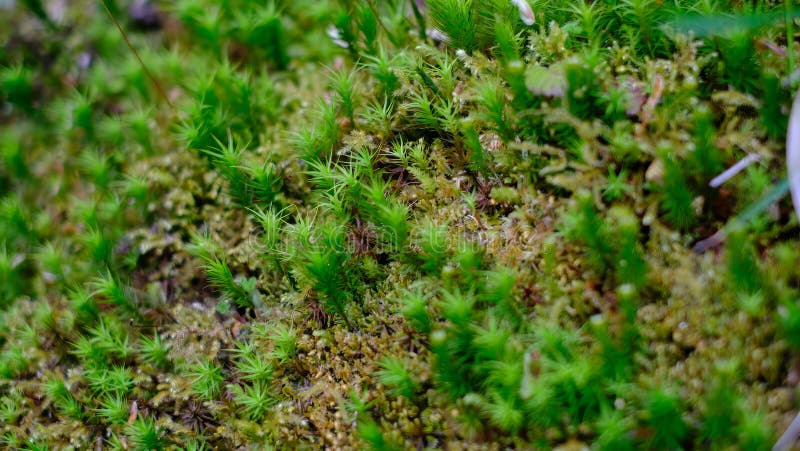 Close-up View of Fresh Green Moss Growing in a Forest Environment Stock ...