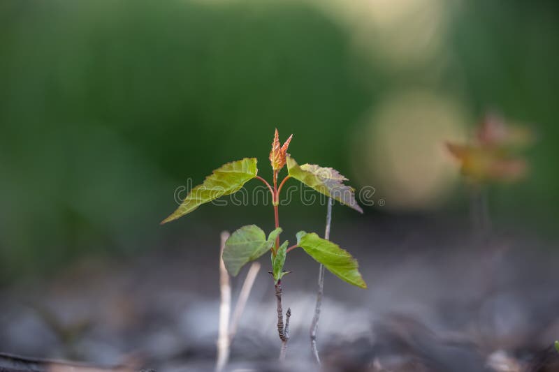 Close Up View of Fresh Plant Growth in Spring Time Stock Photo - Image ...