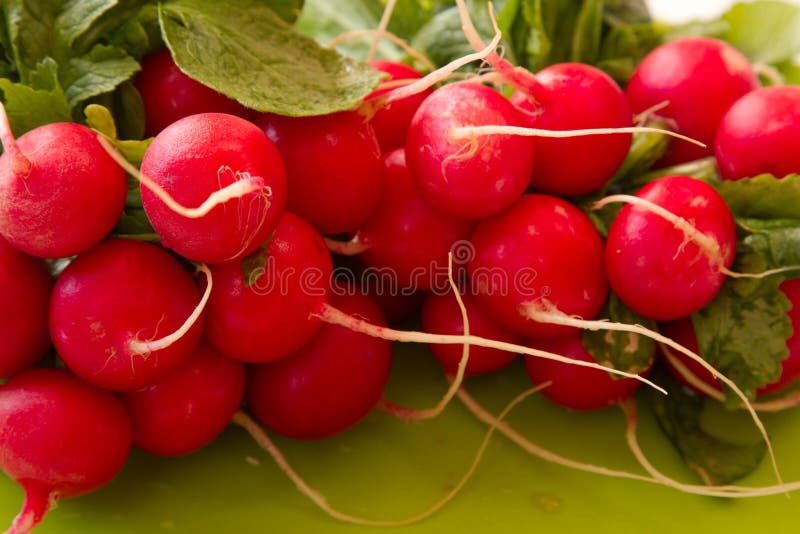 Close Up View of Fresh Red Radishes Stock Photo - Image of vegetable ...