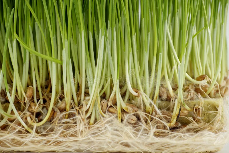 Close-up View of Fresh Wheatgrass Root System Stock Image - Image of ...