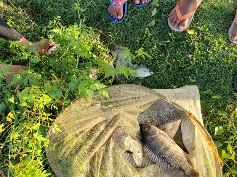 Freshly Caught Tilapia Fish in a Net Stock Image - Image of freshwater ...