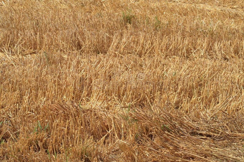 Cut hay stock image. Image of gold, landscape, farmland - 126193081