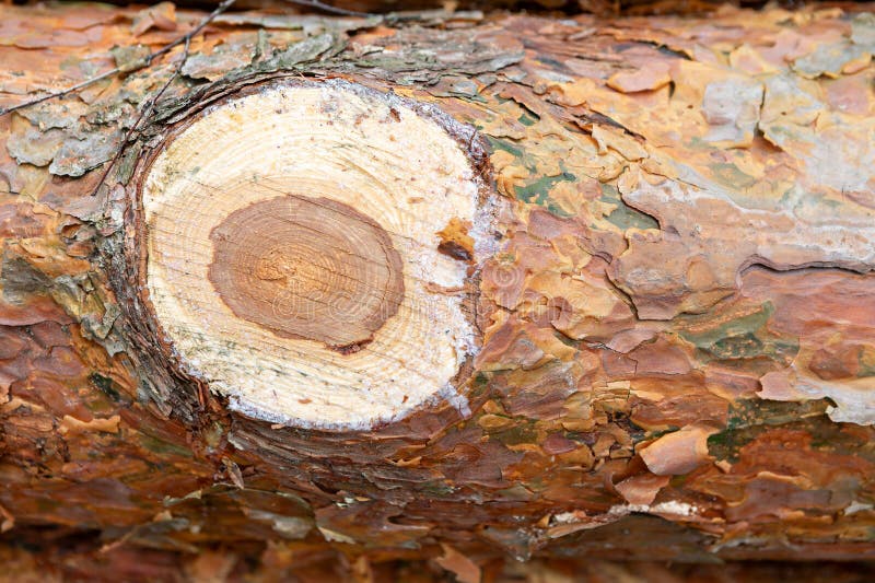 Close-up View of a Freshly Cut Tree Trunk Showcasing Bark and Wood ...