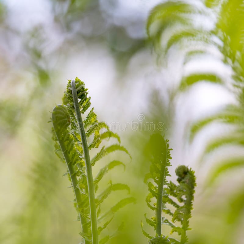 Close Up View of Freshly Grown Fen Plants Stock Image - Image of white ...