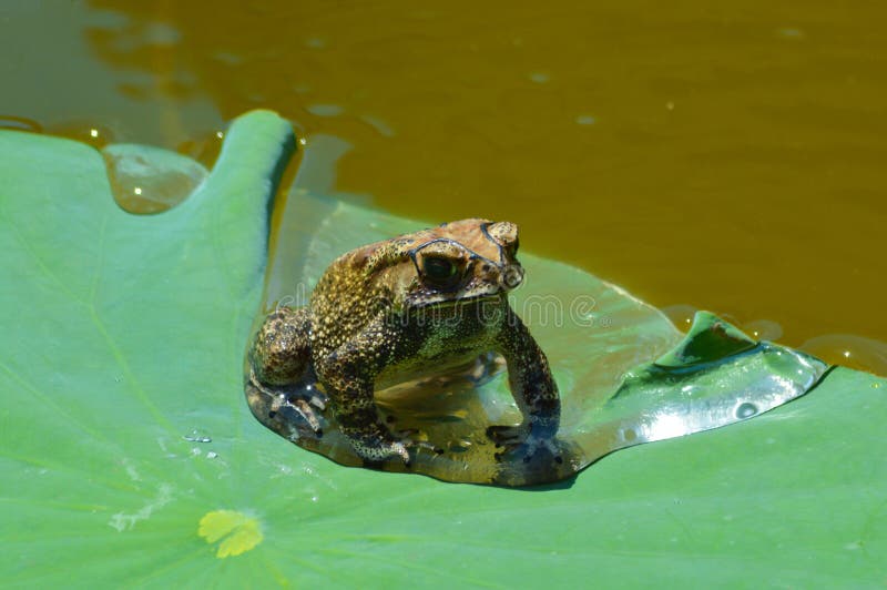 Close-Up View a Frog on a Lotus Leaf in a Garden Pond Under Scorching ...