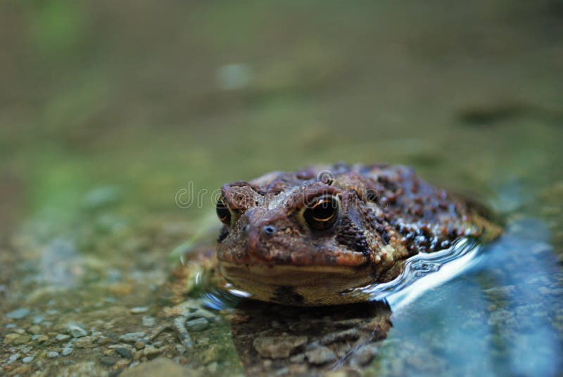 Close Up View of a Frog in Water Stock Image - Image of macro, animal ...