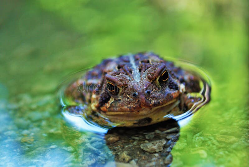Close Up View of a Frog in Water Stock Image - Image of green ...
