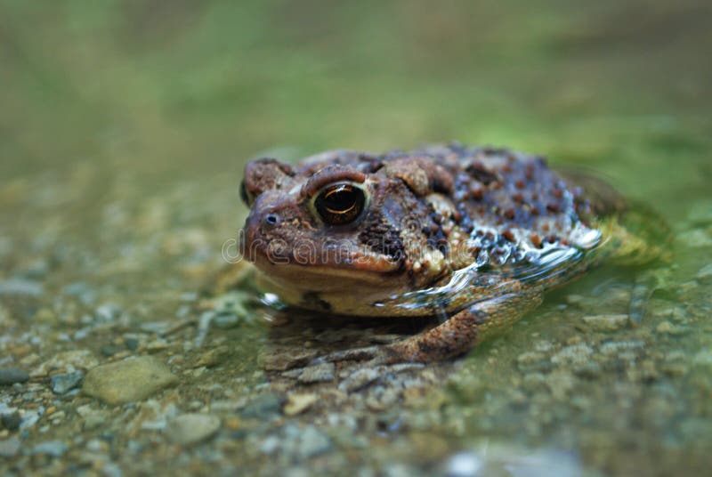 Close Up Side View of a Frog in the Water Stock Photo - Image of look ...