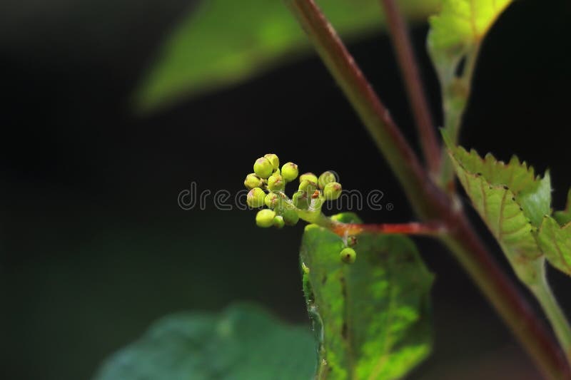 Close Up View of Fruit Buds of Grape, Flower Bud Sprouting on a Grape ...