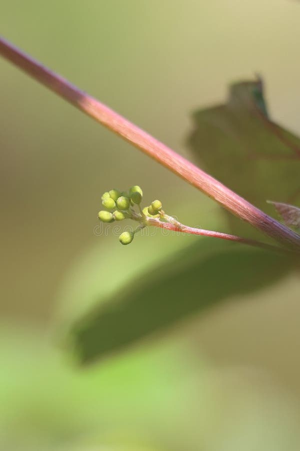 Close Up View of Fruit Buds of Grape, Flower Bud Sprouting on a Grape ...