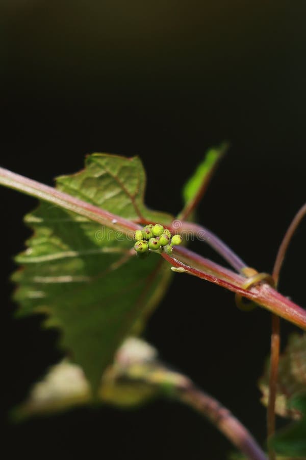 Close Up View of Fruit Buds of Grape, Flower Bud Sprouting on a Grape ...