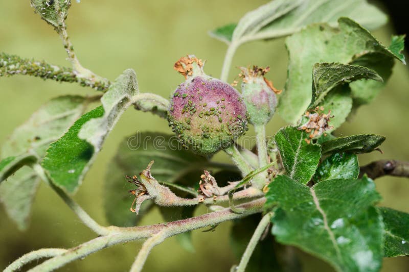 Close-up View of a Fruit Tree with Developing Apples Covered in Pests ...