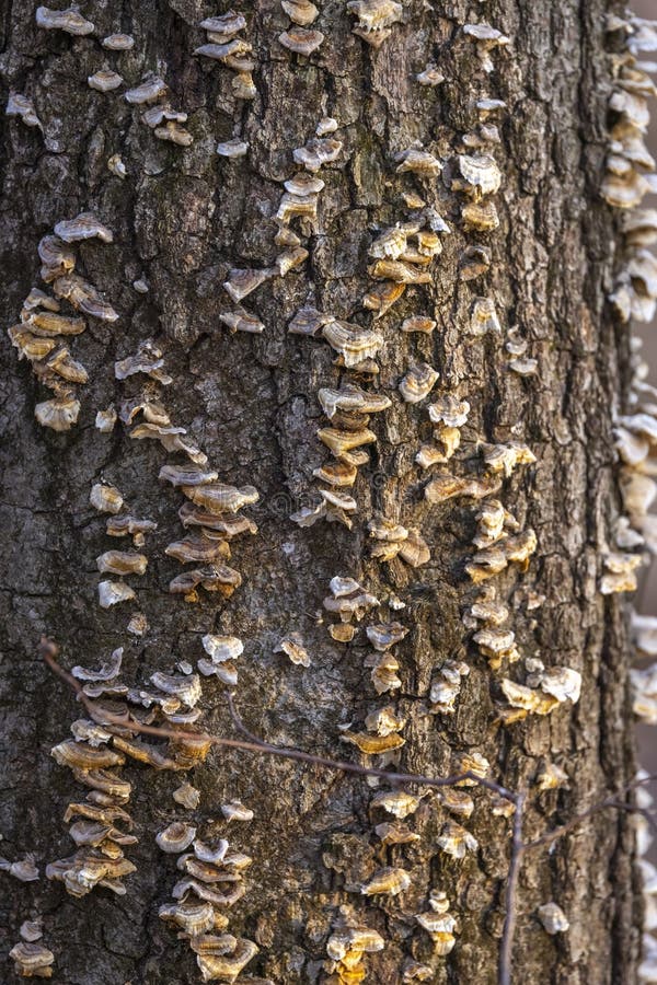 Fungus Formation on Tree Trunk Stock Image - Image of detail, plant ...