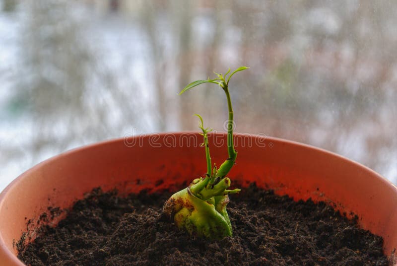 Close-up View of a Germinated Mango Seed Three Weeks after Planting in ...