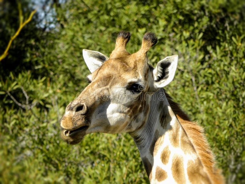 Giraffe looking around stock image. Image of long, wildlife - 123738503
