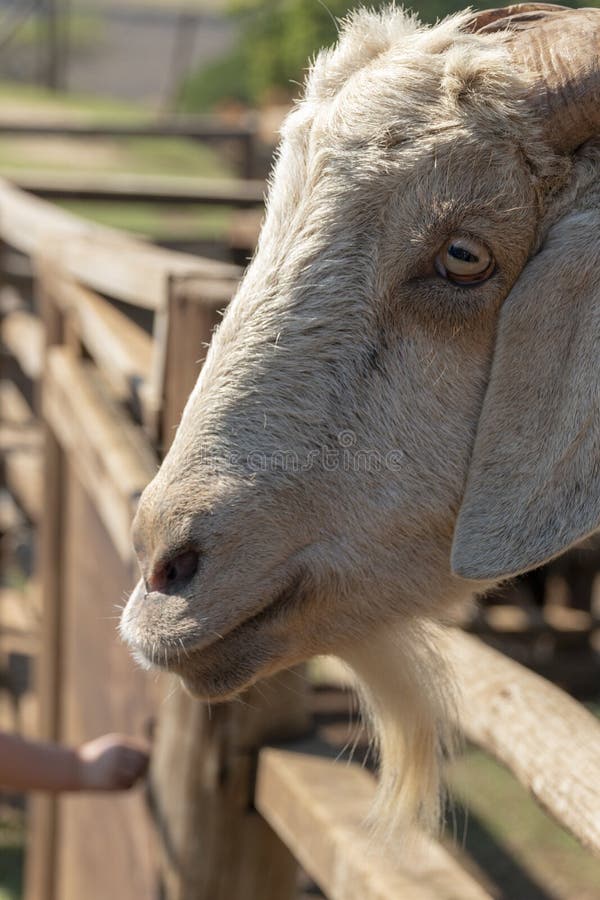 546 Goat Waiting Stock Photos - Free & Royalty-Free Stock Photos from ...