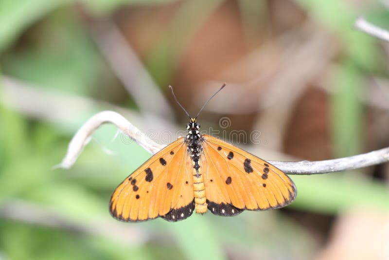 A Close Up View of a Golden Butterfly Stock Photo - Image of wildlife ...