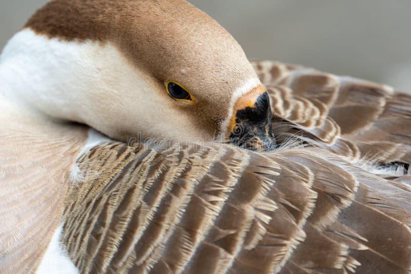 Goose Resting with Its Head on Its Back Stock Image - Image of bird ...