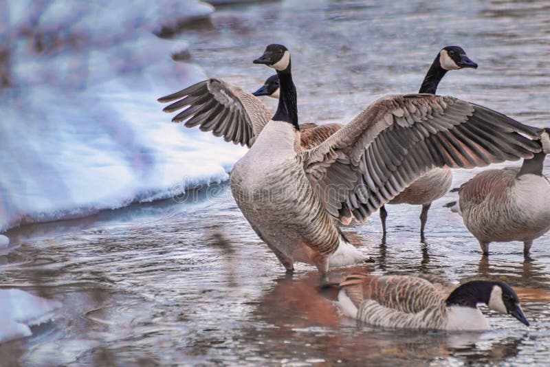 Canada Goose Stretching Its Wings In The Water Stock Photo - Image of ...