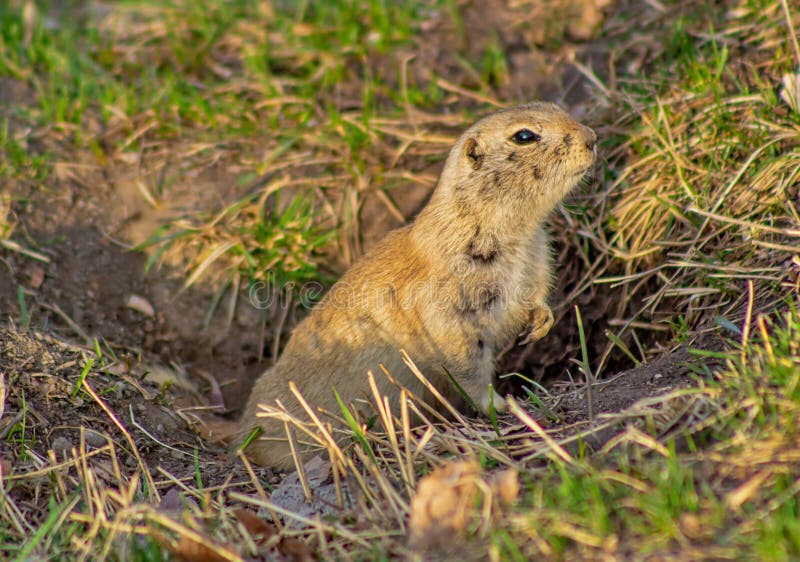 A Cute Gopher Posing Outside Stock Photo - Image of mammal, wild: 181418426