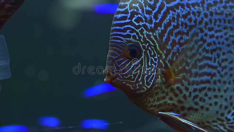 Close Up View of Gorgeous Checkerboard Map Discus Aquarium Fish. Stock ...