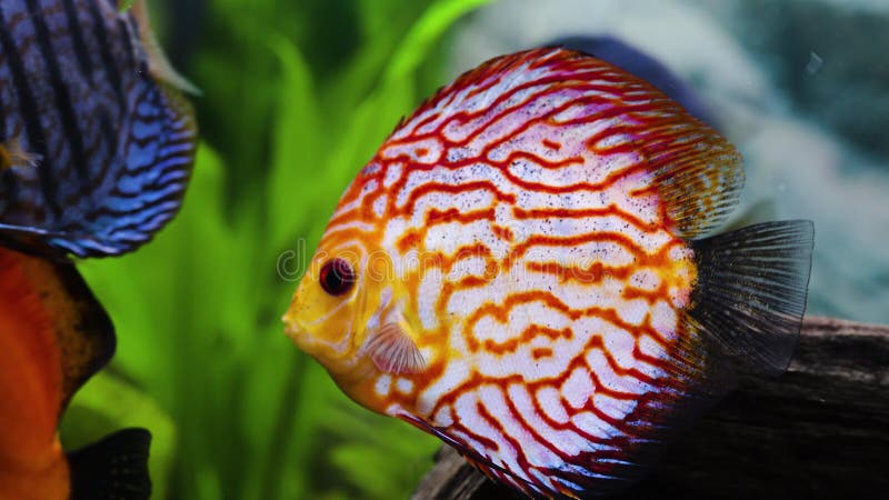 Close Up View of Gorgeous Checkerboard Red Map Discus Aquarium Fish ...