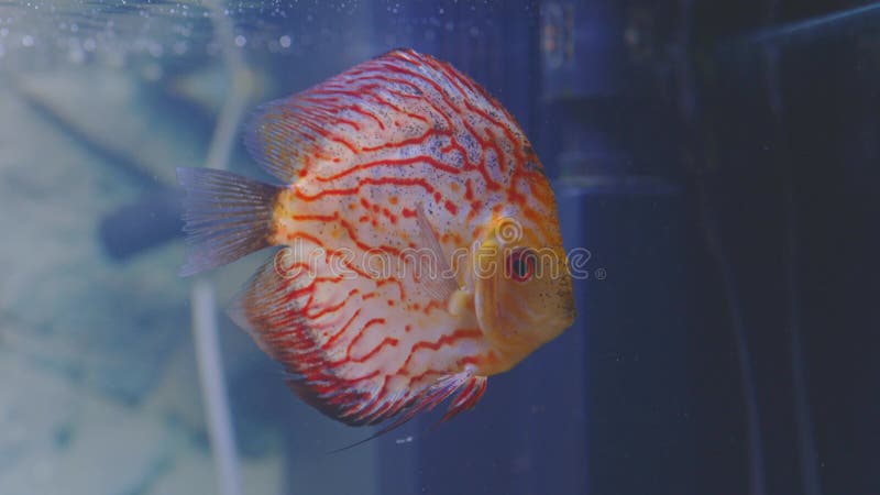 Close Up View of Gorgeous Checkerboard Red Map Discus Aquarium Fish ...