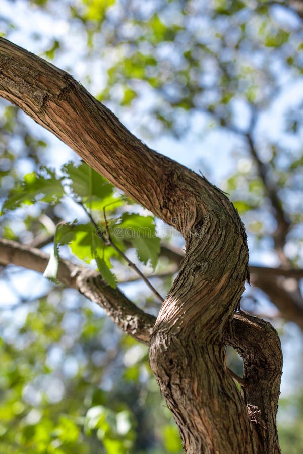 Grape Trunk. Grapevine Detail with Trunk and Earth Stock Photo - Image ...