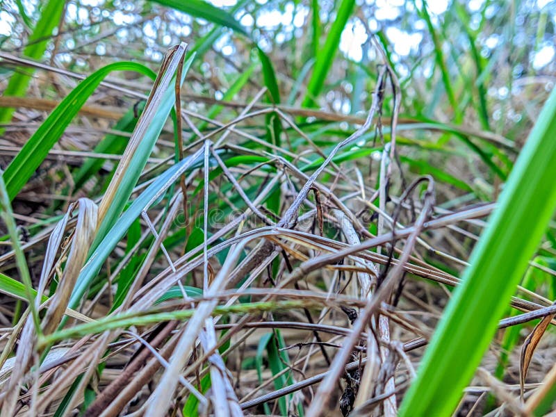 The Close-up View of the Grass in the Forest is Very Interesting Stock ...