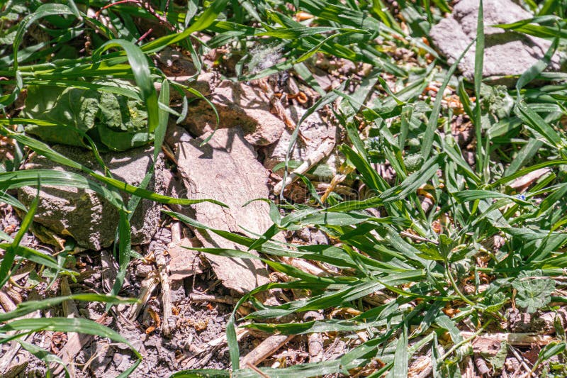 Close-up View of Grass on Rocky Surface Under Overcast Lighting ...