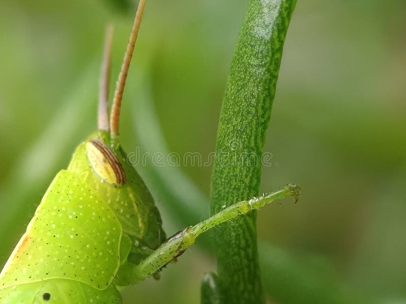 Close-up View Grasshopper Climb the Grass Stock Image - Image of plant ...