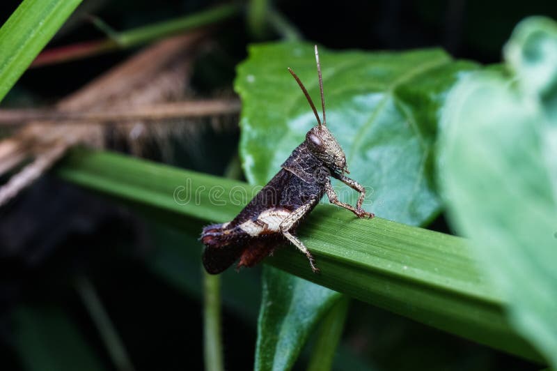 Grasshopper Standing on Leaf Stock Image - Image of beautiful, black ...