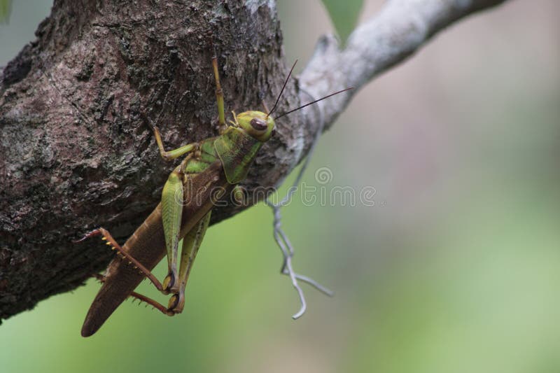Grasshopper on a Tree Branch Stock Photo - Image of entomology, forest ... Grasshopper on a Tree Branch Stock Photo - Image of entomology, forest ...