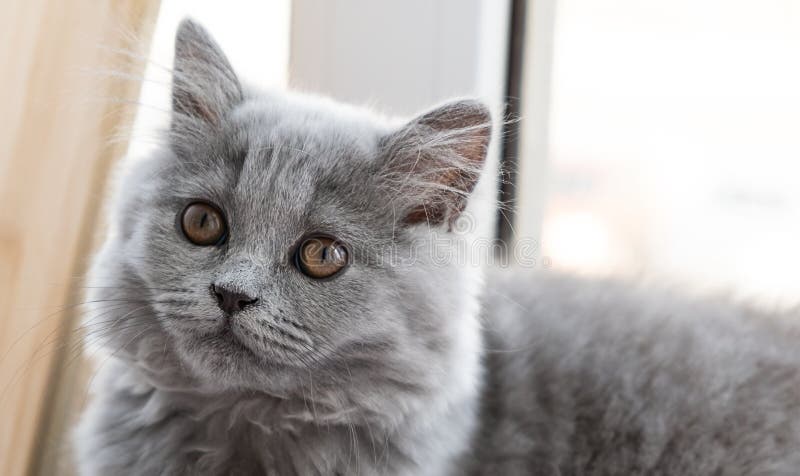 Close Up View of Gray Cute Kitten. Pets and Lifestyle Concept Stock ...