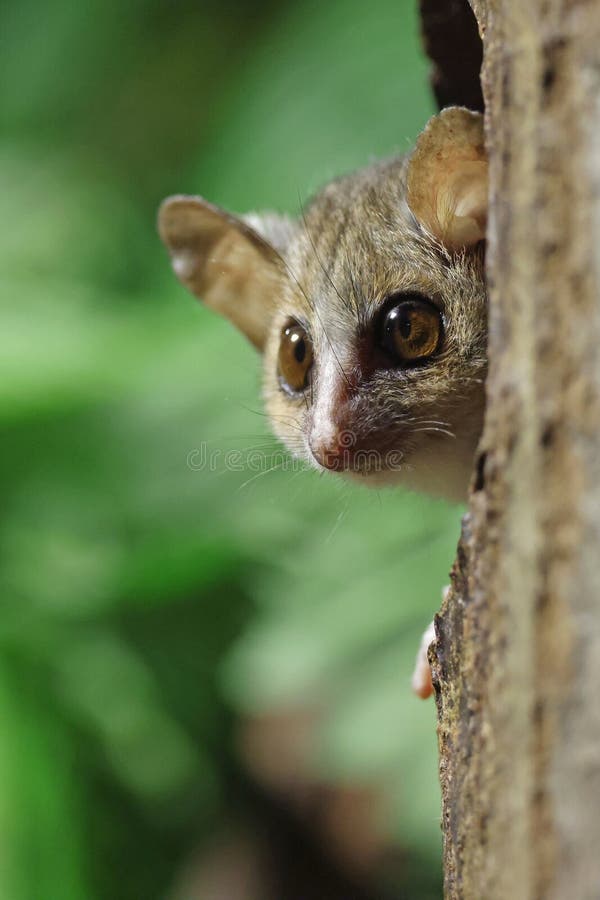 Close Up View Gray Mouse Lemur Microcebus Murinus Stock Photos - Free ...