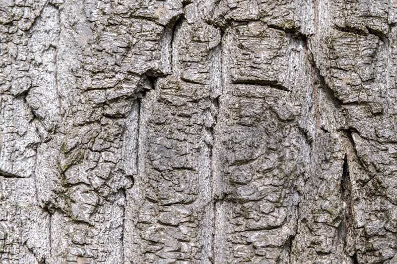 Oak tree bark stock image. Image of line, close, grey - 195637407
