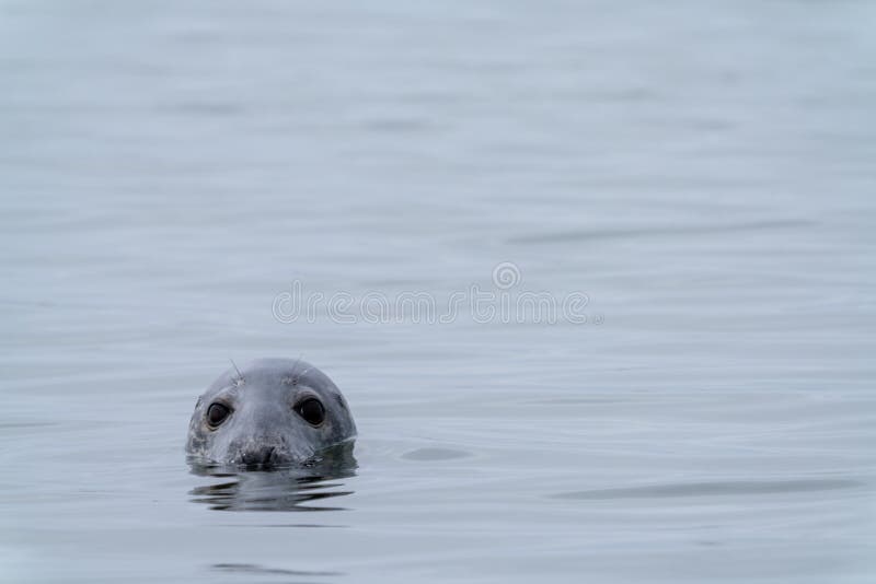 Close Up View of a Gray Seal Peeking Out of the Water Stock Image ...