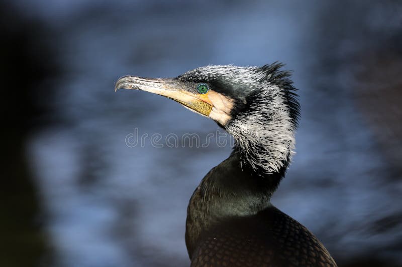 Close Up View of Great Cormorant Stock Photo - Image of great, beak ...