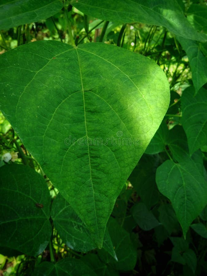 Close-up View of the Green Bean Leaves on the Tree Stock Photo - Image ...
