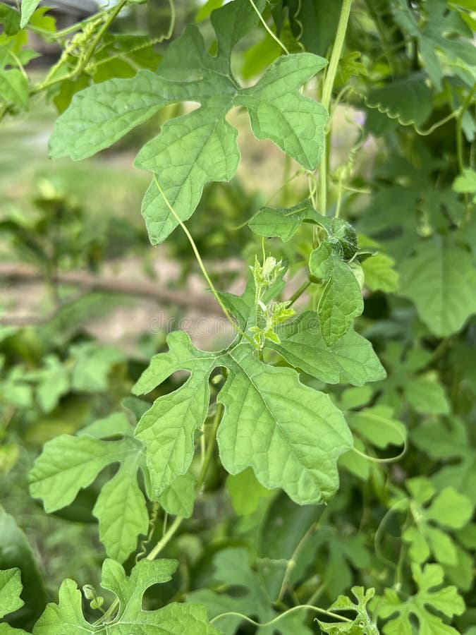 Green Bitter Gourd Plants Growing on Soil Stock Photo - Image of summer ...
