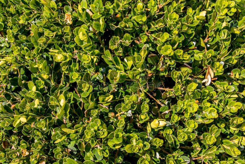 Green buxus stock image. Image of nature, close, sempervirens - 40091681