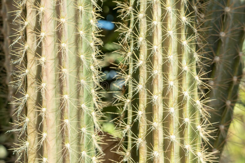Close-up View of Green Cactus Leaf As a Background Stock Photo - Image ...