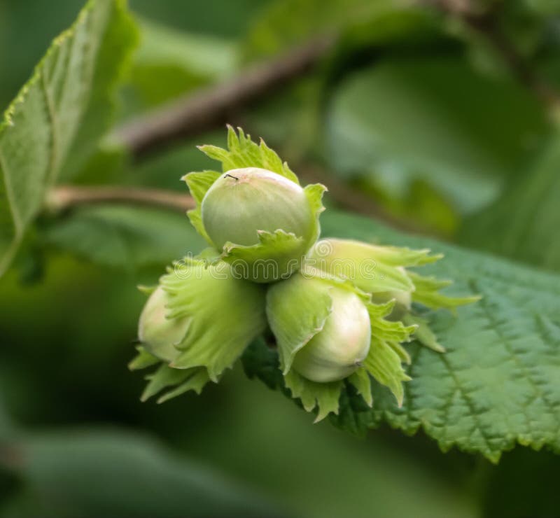 Close-up View of Green Cosford Cobnuts Growing on the Tree Stock Photo ...