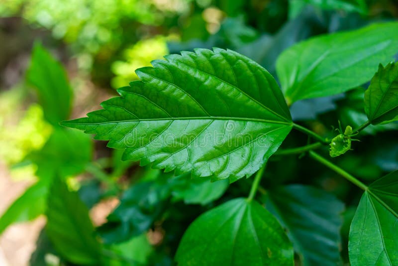 Hibiscus leaf stock image. Image of macro, backlit, closeup - 7508809