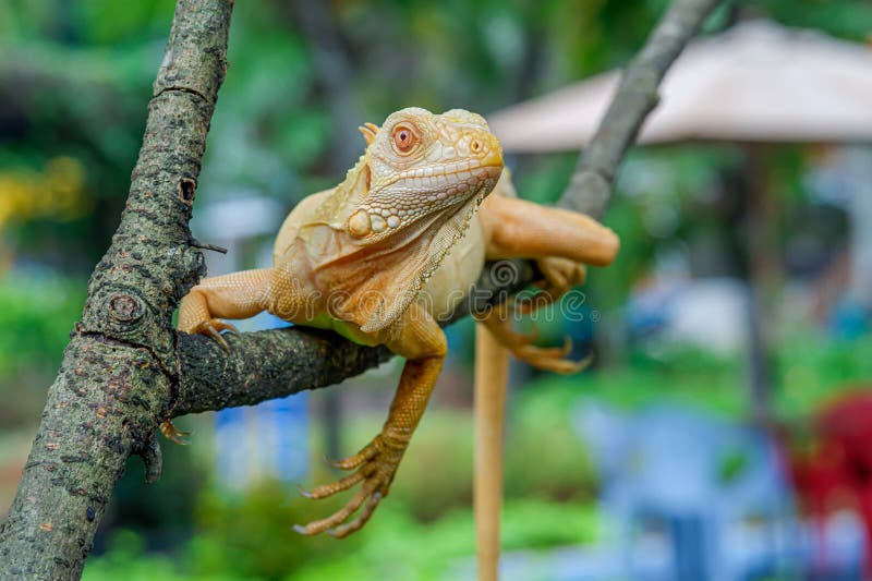 Green Iguana in a Breeding Ground Stock Photo - Image of frog, iguana ...