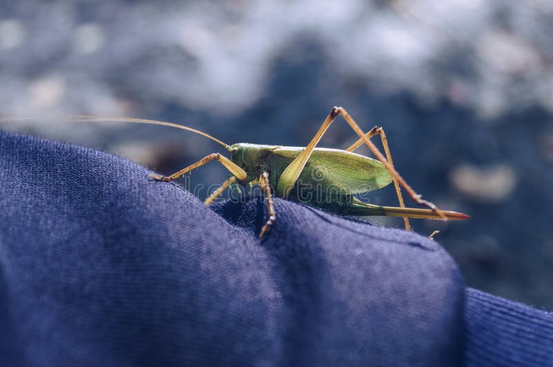 Close Up View of Green Large Locust Stock Photo - Image of destruction ...