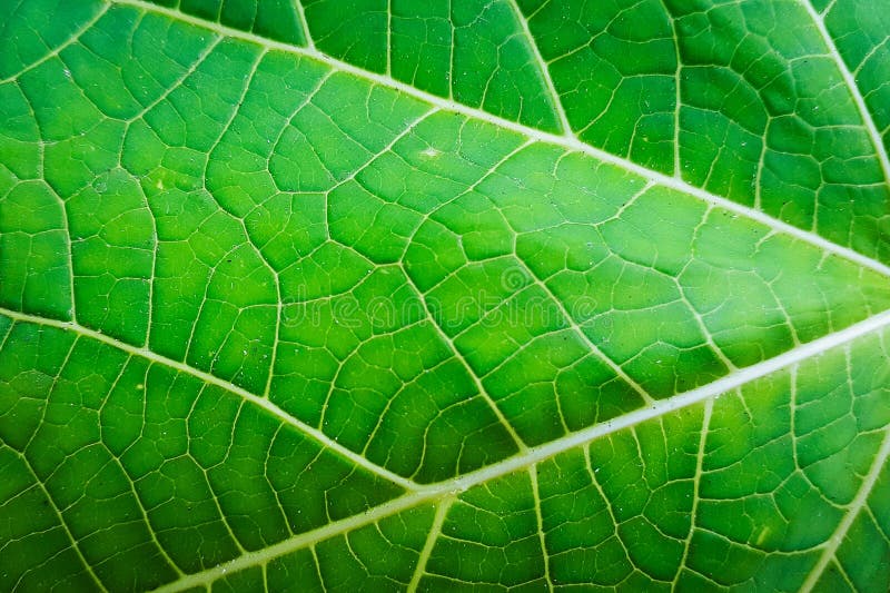 Green Fiber Texture stock image. Image of fiber, plants - 346986897