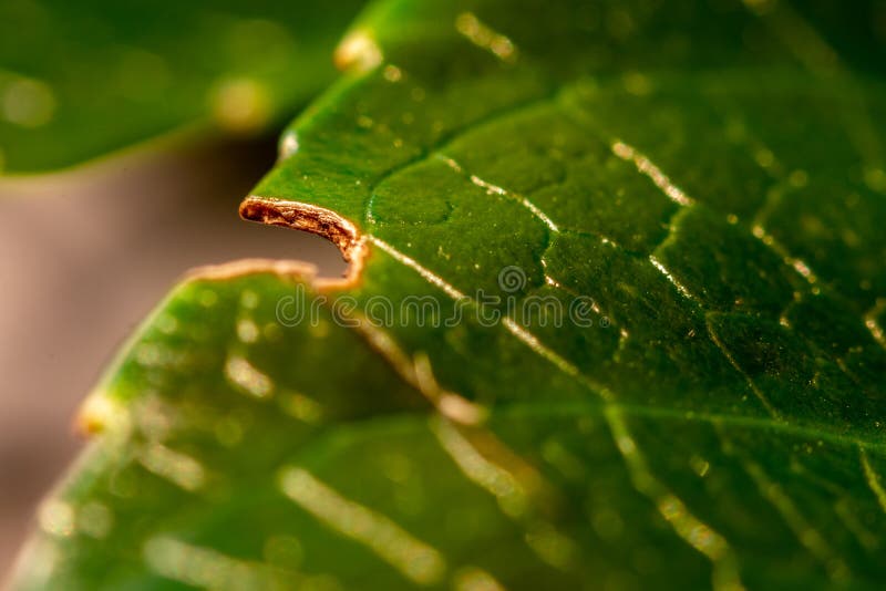 A Close-up View on a Green Leaf with Nice Textures Stock Photo - Image ...
